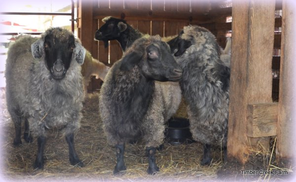 What to Feed Sheep for Prime Wool Production - Countryside